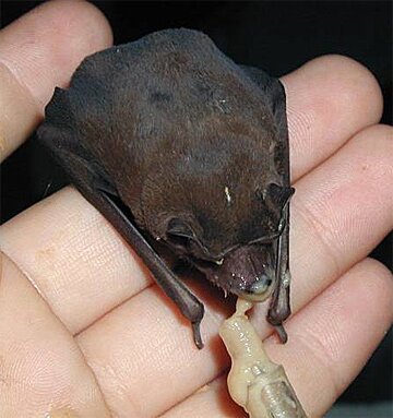 Puerto Rican Animals - The ZT2 Round Table